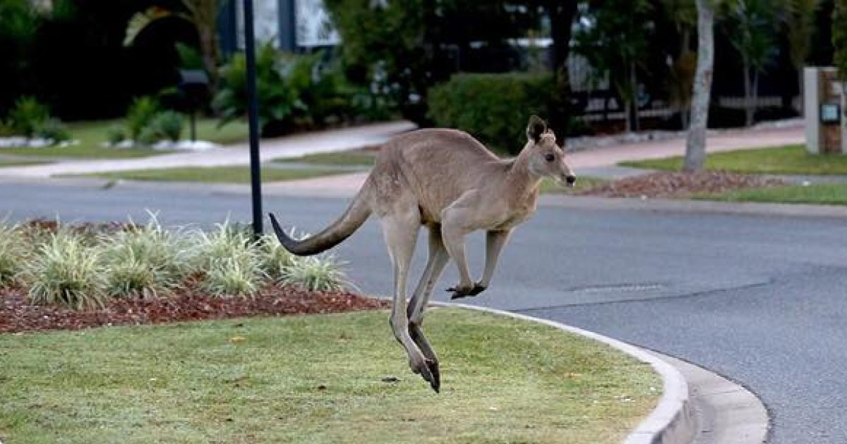 Why we are driving out kangaroos? | About Regional