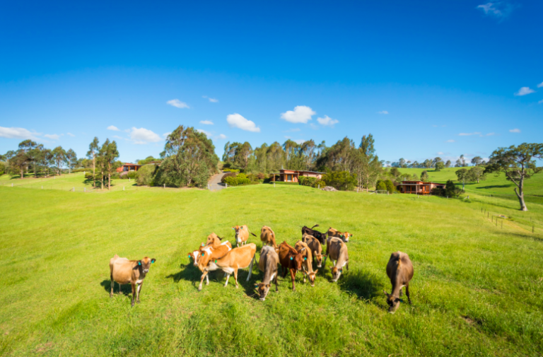 Bega Valley's picturesque Belgrave Park a wonderful place to call home ...