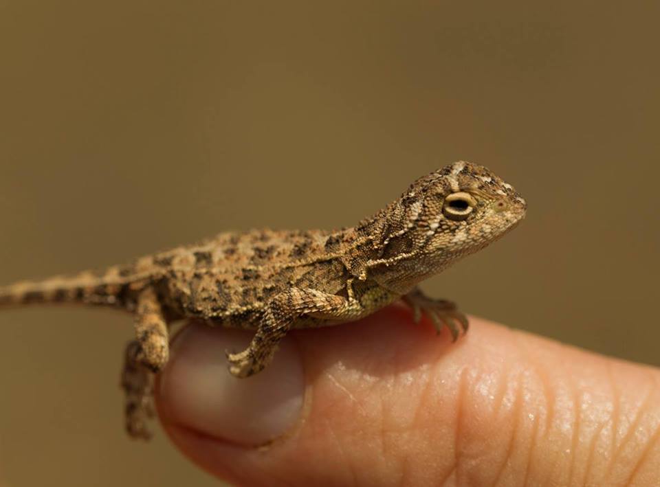 Canberra’s rare and elusive earless dragon caught on camera | About ...