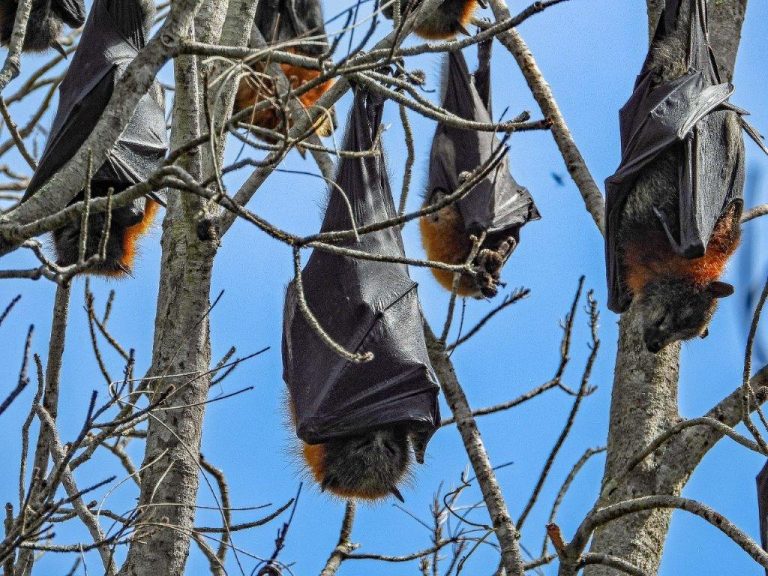 Tensions build as Eurobodalla flying fox numbers rise | About Regional