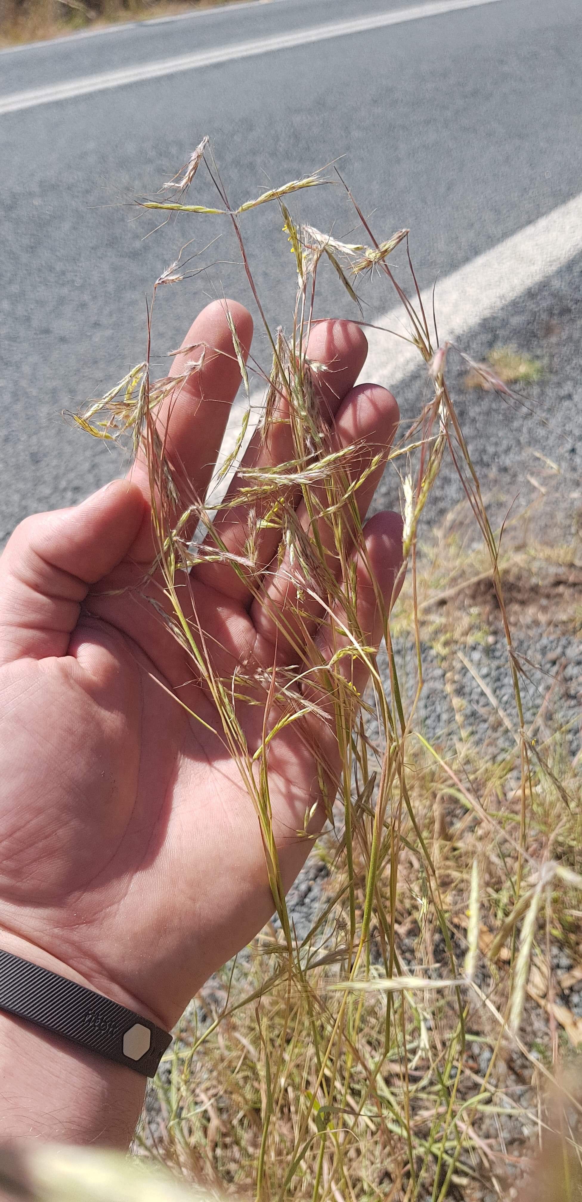 Swift action saves ACT from new invasive weed outbreak | About Regional