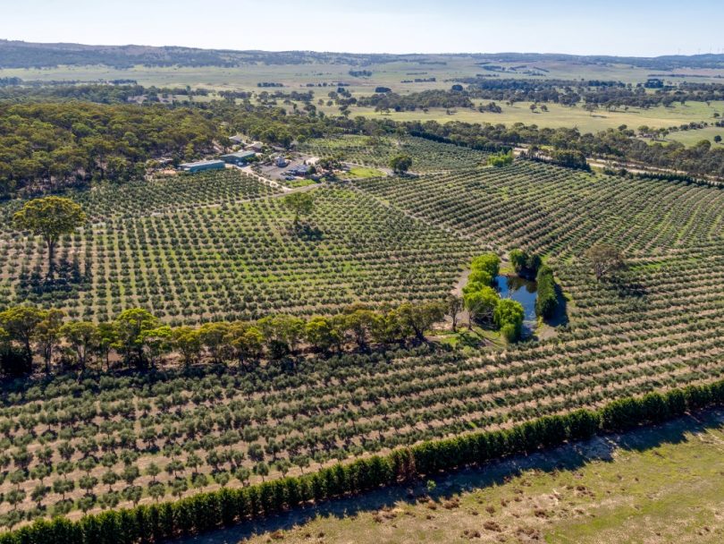 Award-winning Fedra Olive Grove and tourism facilities for sale 55 km ...