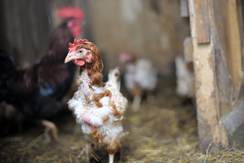 Chook Chat with Cheryl Nelson – coping with moulting season | About ...