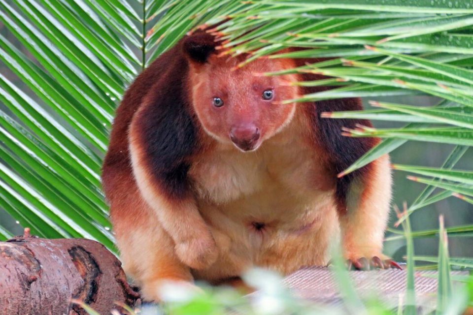 Canberra’s zoo working to help save tree kangaroos from extinction ...
