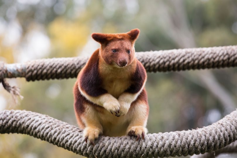 Canberra’s zoo working to help save tree kangaroos from extinction ...