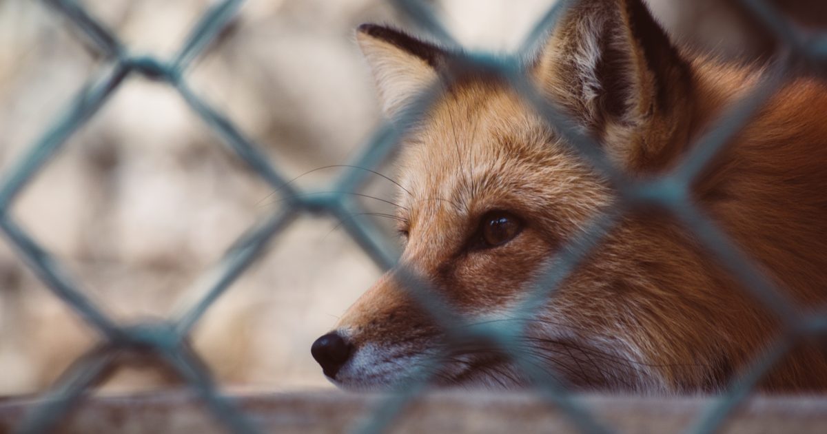 Thinking outside the fox? New study suggests baiting could reduce ...