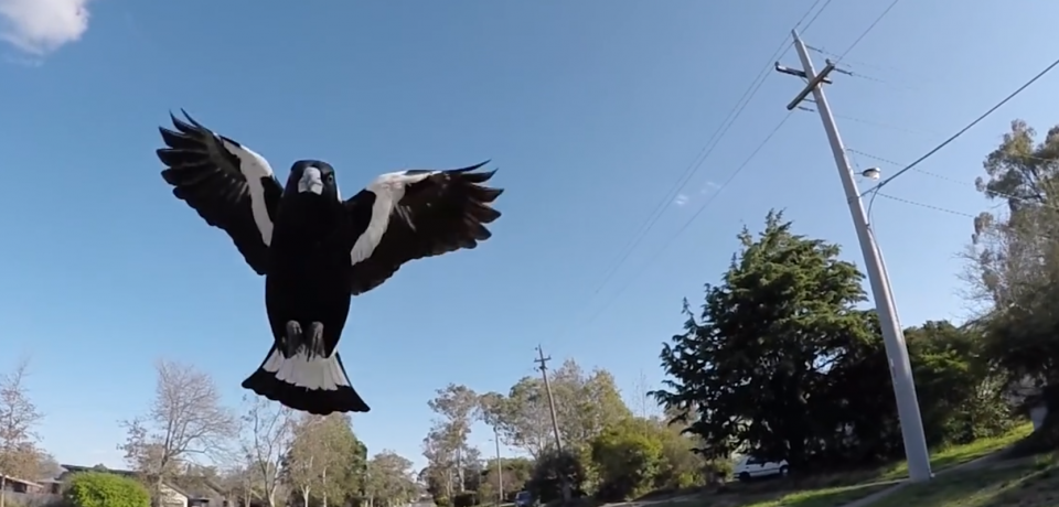 Magpies are evil, rotten, malevolent, dead-eyed bastards. Fact check ...
