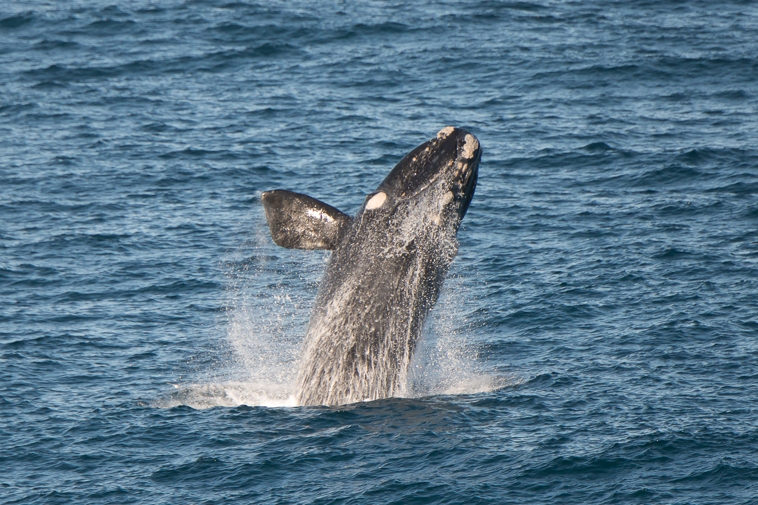 PHOTO GALLERY - A true life experience, whale watching on the Sapphire ...