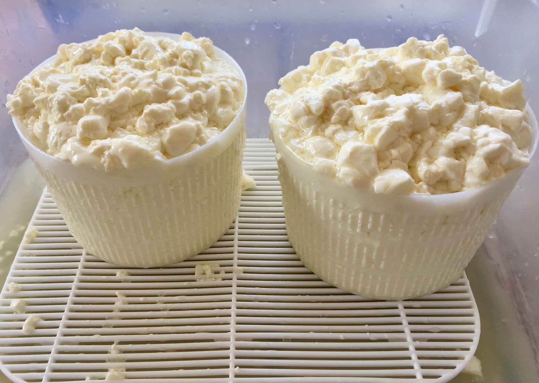 Blessed are the cheese makers, and the Tilba dairy queen will show you ...