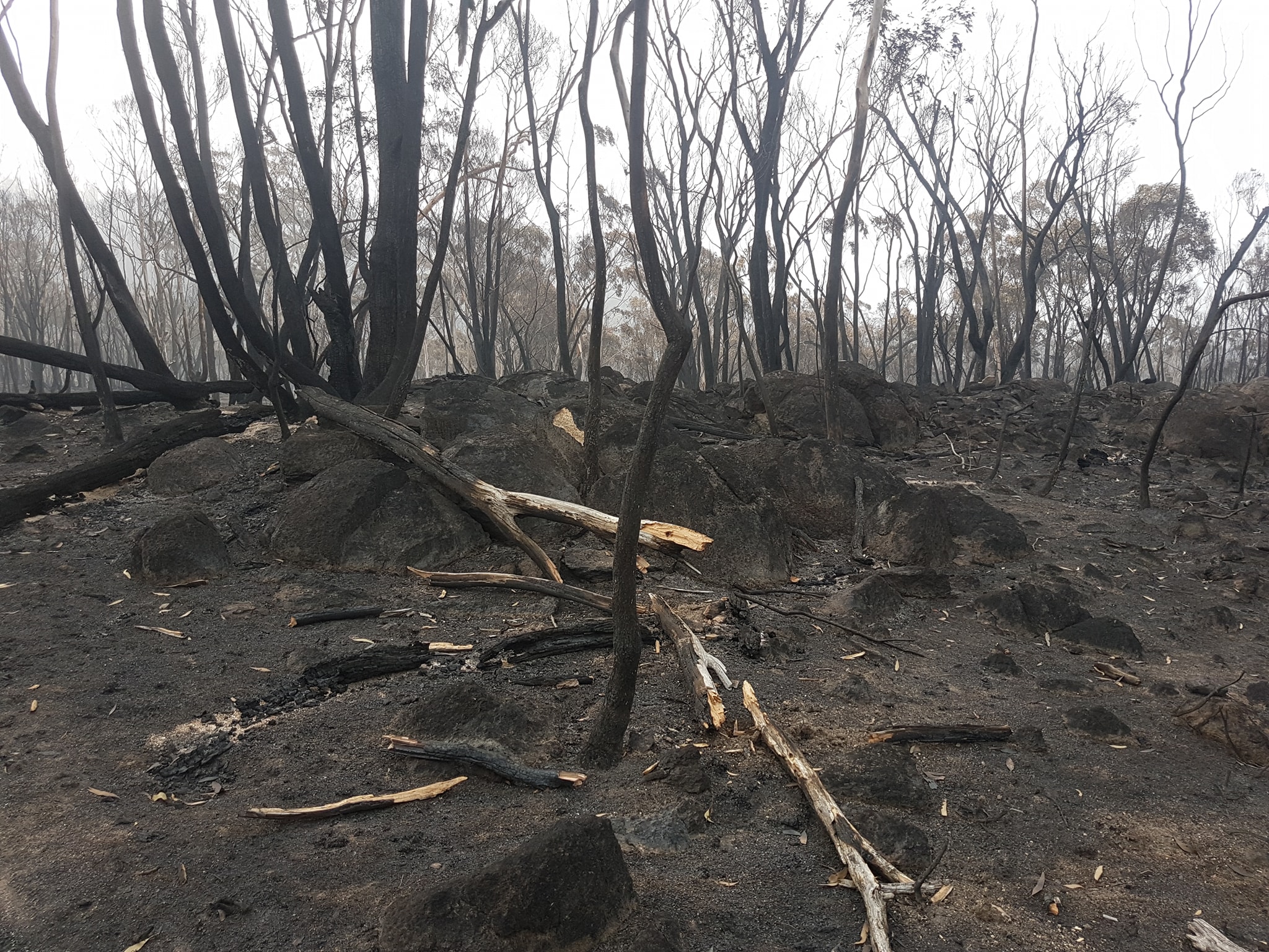 Crashed tanker was protecting Two Thumbs koala sanctuary, now destroyed ...