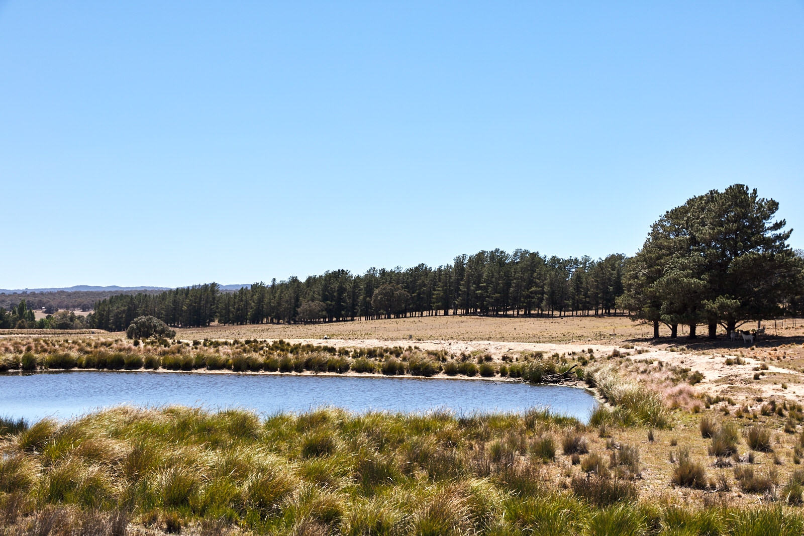 'The Springs' at Gundaroo is rural, well-watered and ready for your ...