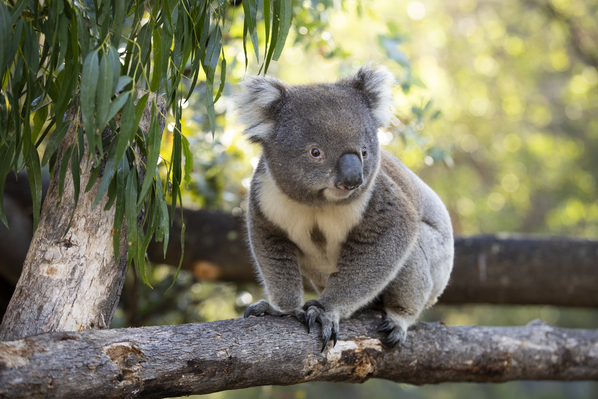 Listing koalas an endangered species a vital step to their survival ...