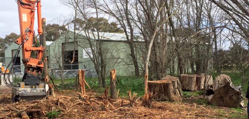 Residents form a barricade to protect elm trees in Bungendore | About ...
