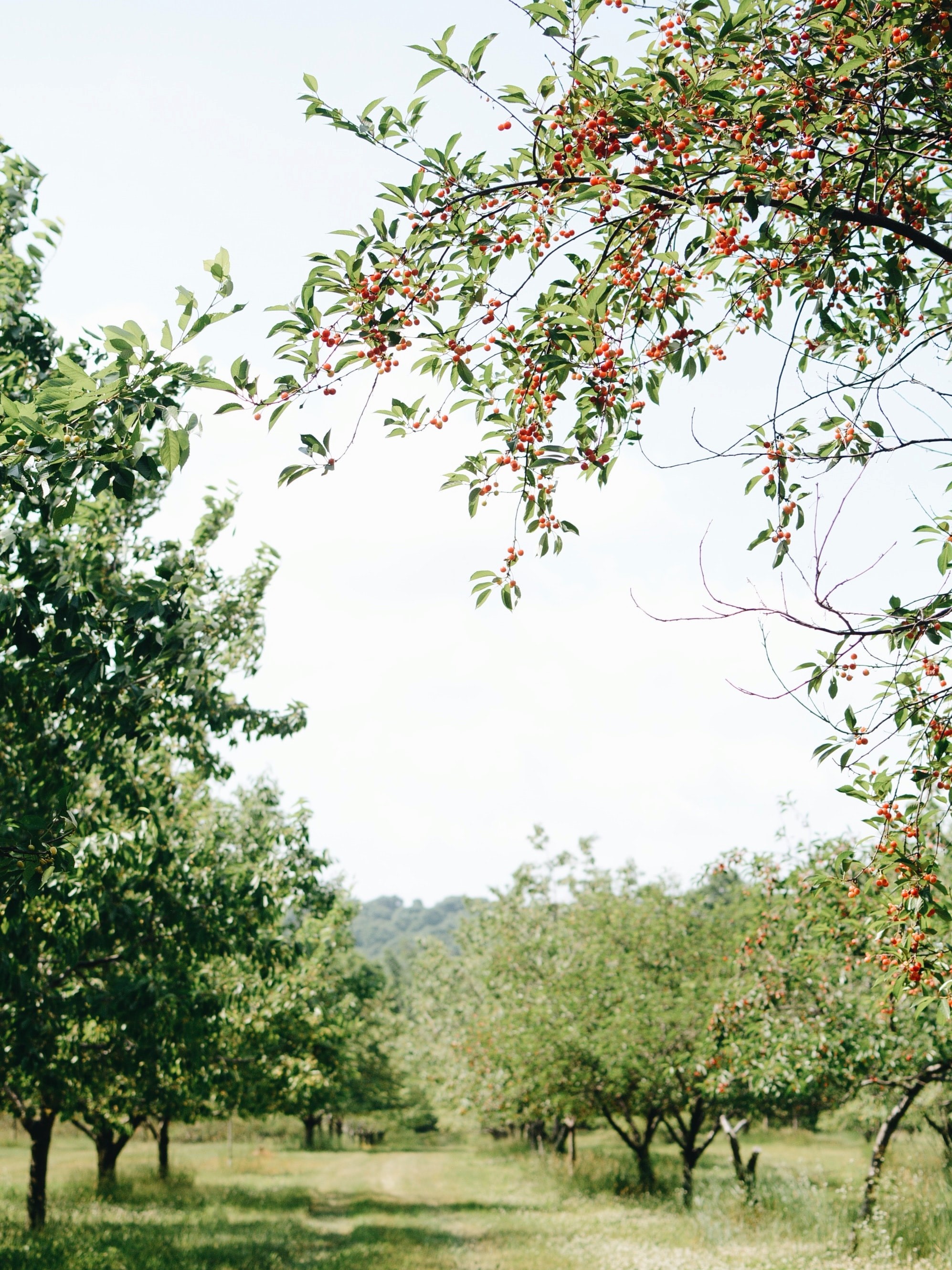 Cherries in high demand as visitors swarm to Hilltops | About Regional