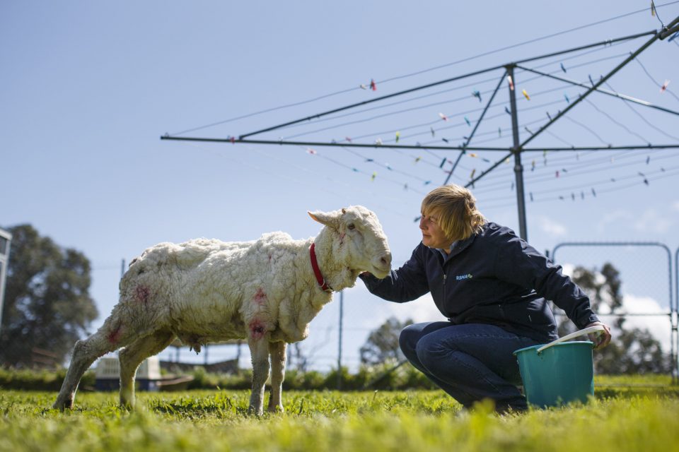 Chris, the sheep with the heaviest fleece, lives on at the National ...