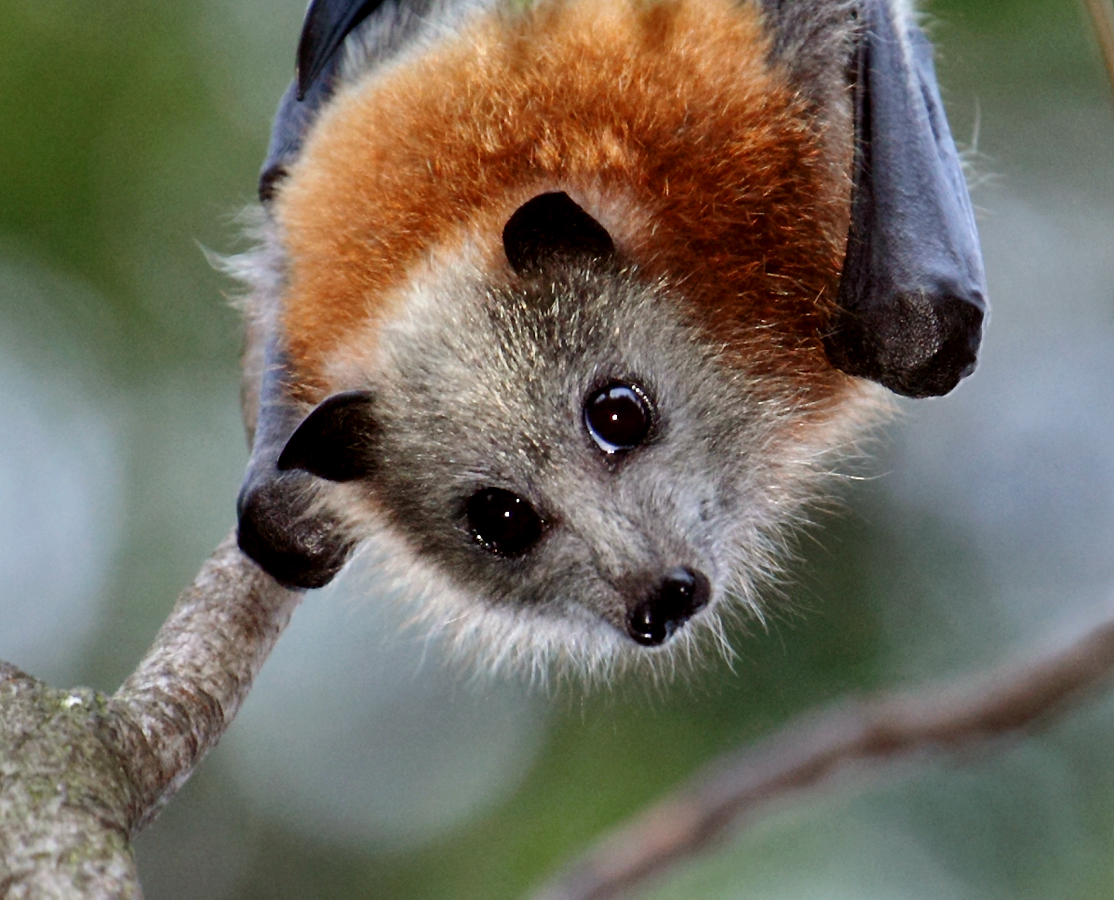 Eurobodalla's flying fox numbers drop to lowest in almost a decade ...