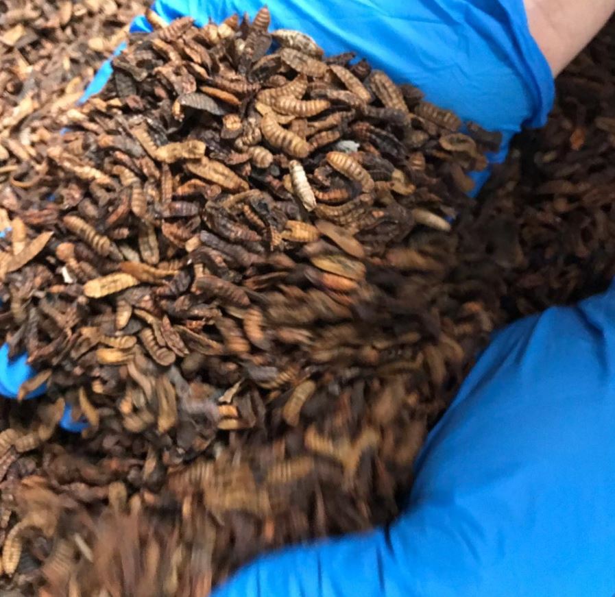 Olympia Yarger's farming dream never included maggots and waste | About ...