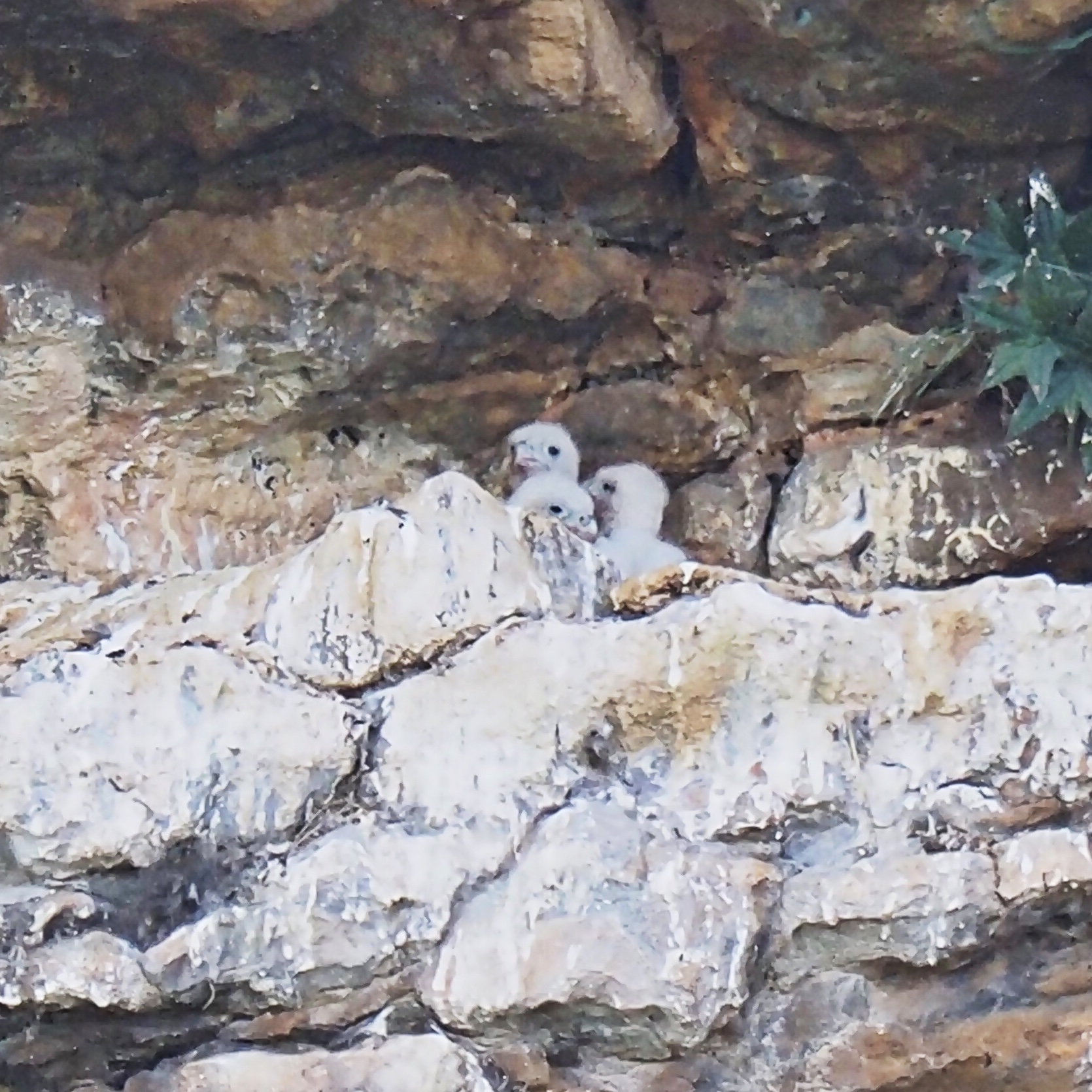 Rare snap has Yass photographer flying high | About Regional