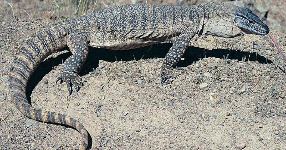 Threatened goanna 'accidentally' discovered in fire-impacted southern forest | About Regional