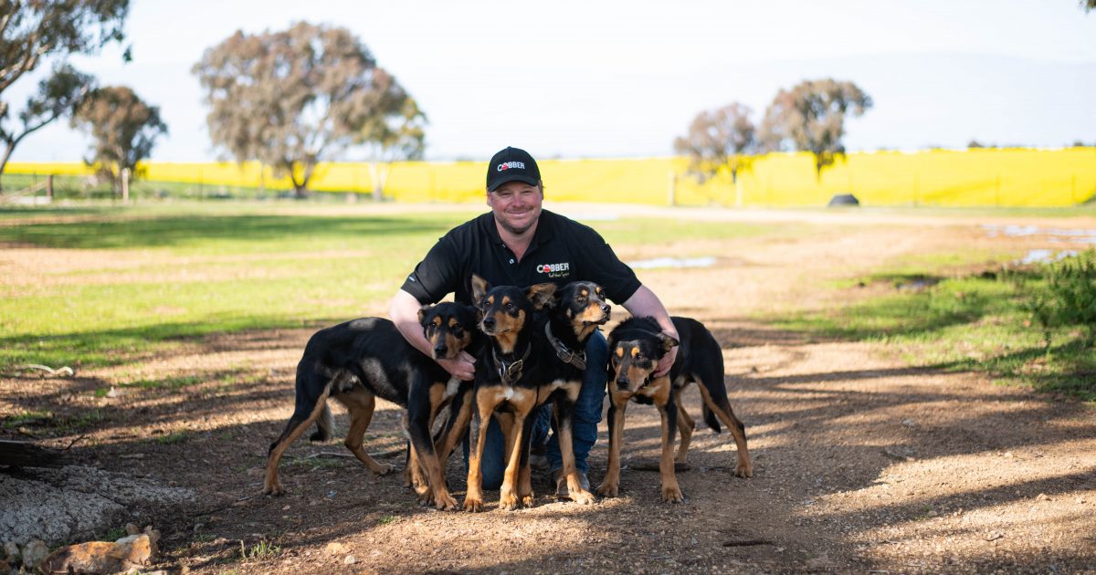 Cracka, Drake, Scorcha and Bundy win top working dog title for Boorowa ...