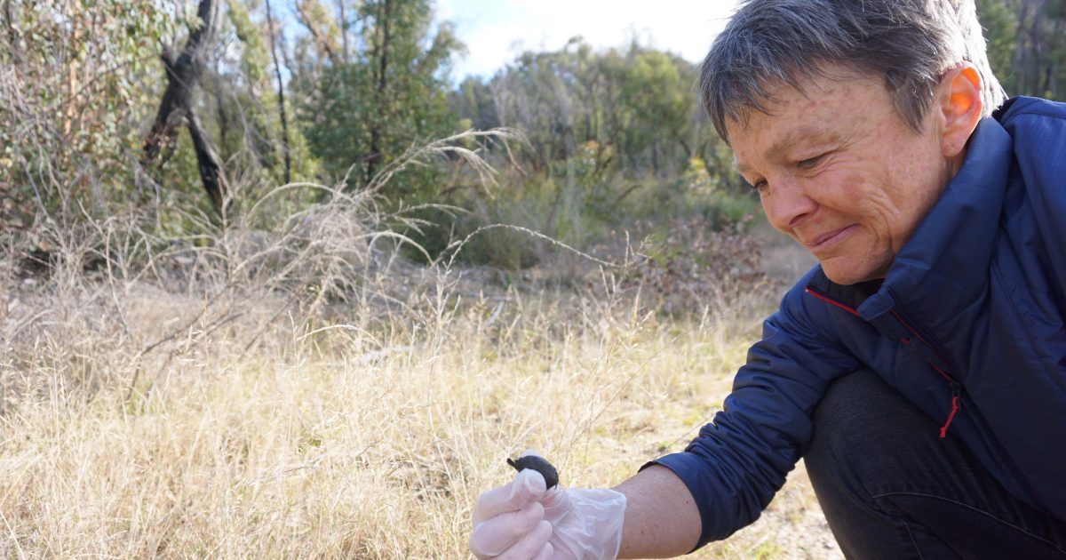 It's a crap job, but scientists are going potty for potoroo predator ...