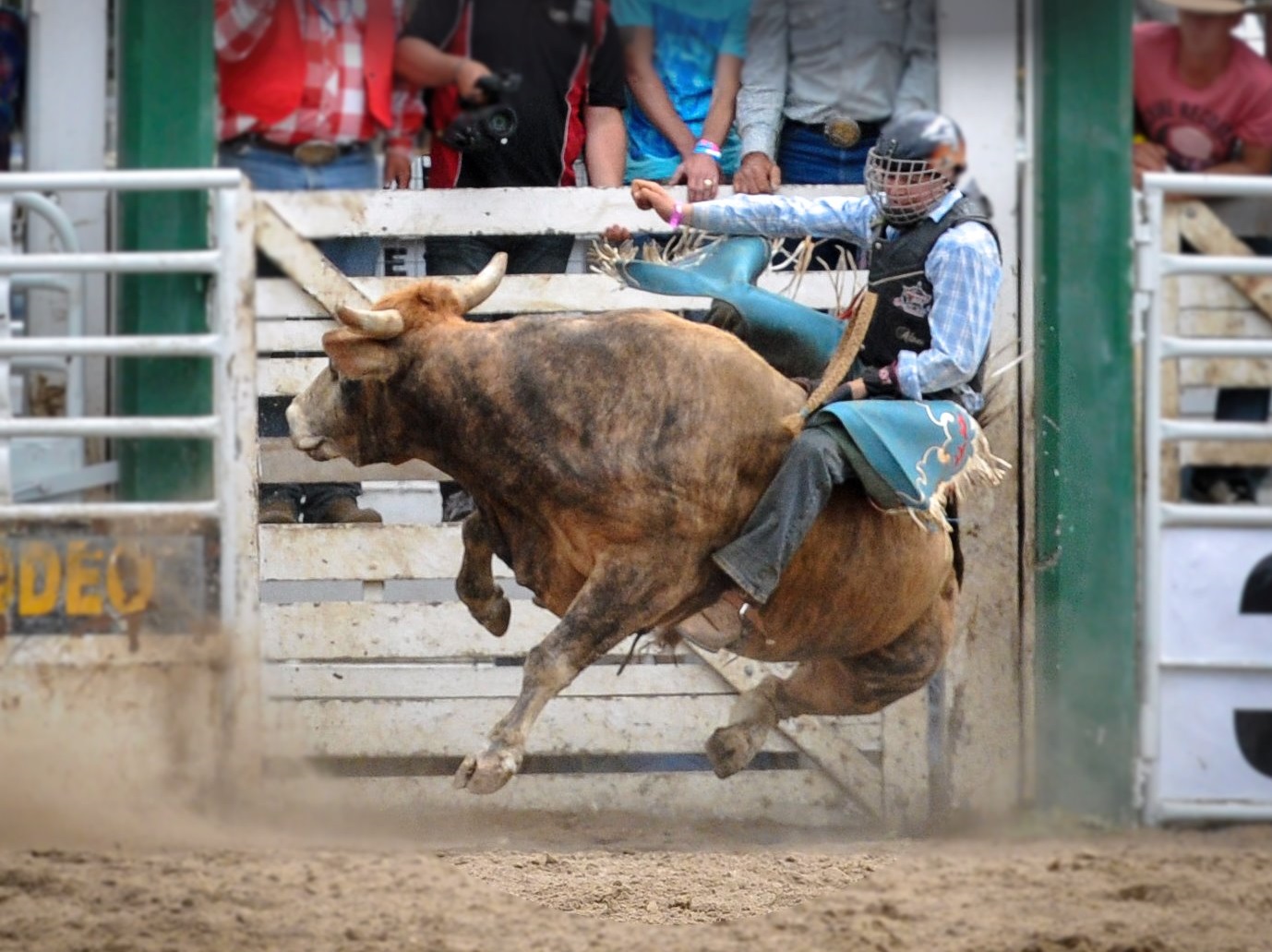 Moruya rodeo licence renewed for five years after emotional council ...