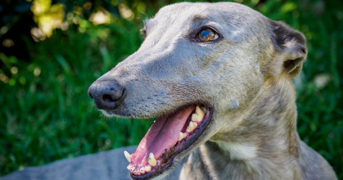 Greyhound destroyed after Goulburn race collision | About Regional