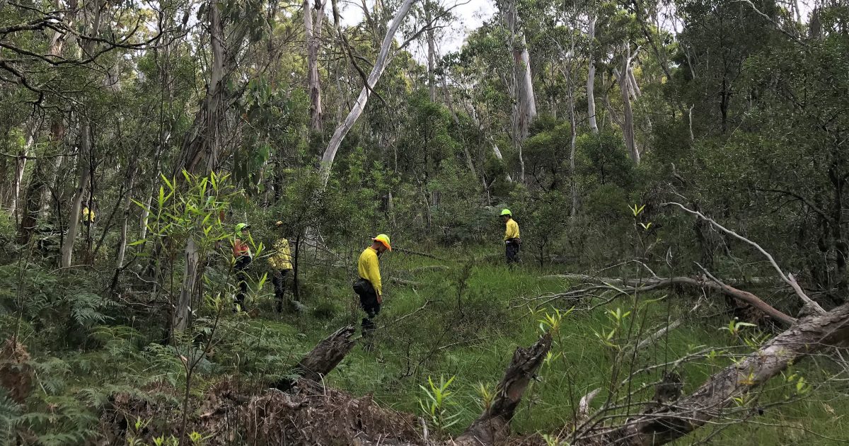 Why are ecologists yelling at frogs out in a Tumut forest? | About Regional