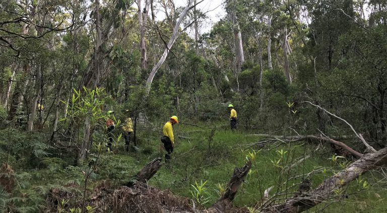 Why are ecologists yelling at frogs out in a Tumut forest? | About Regional