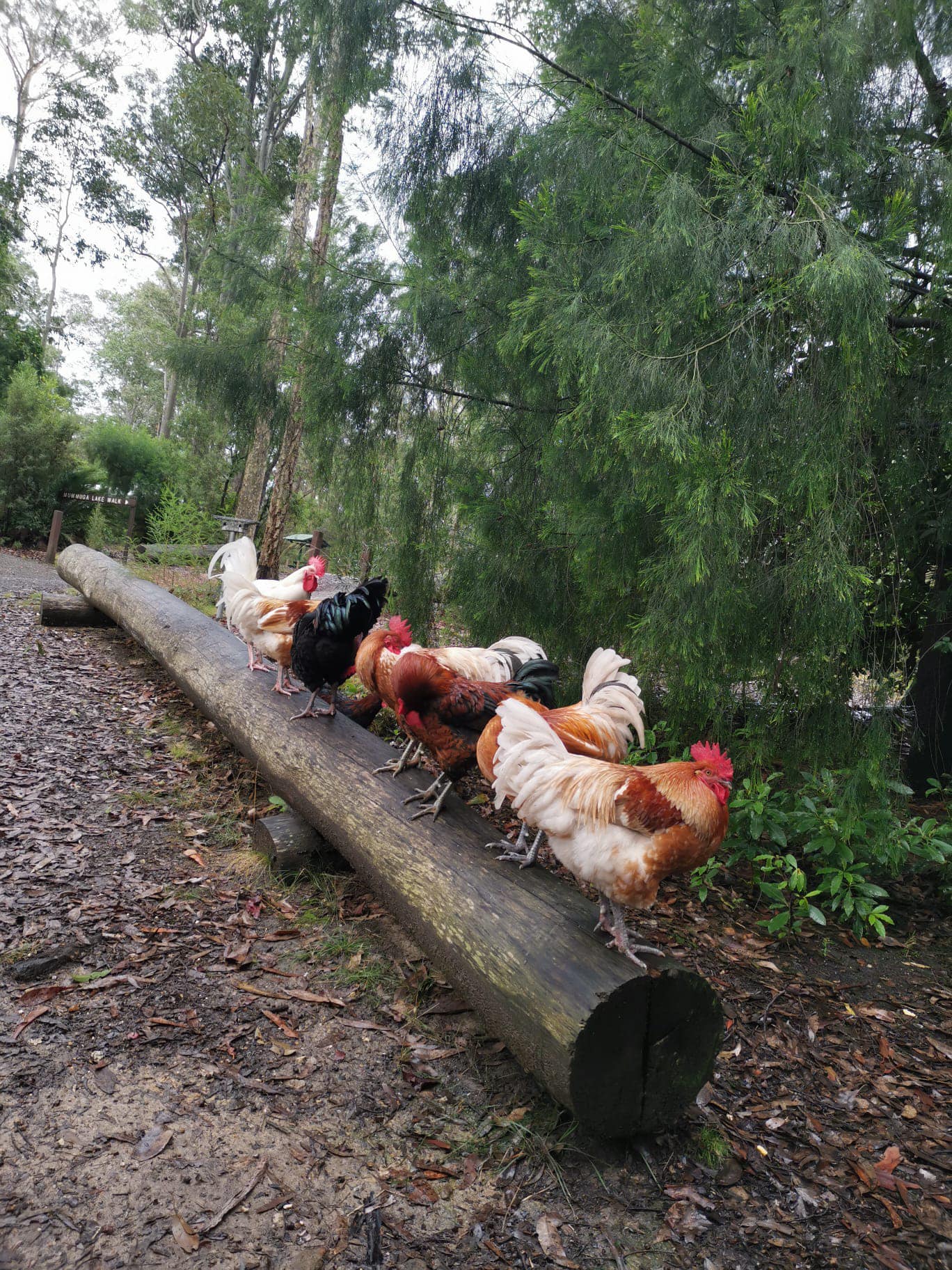 An unusual gang has taken over Bodalla Park Rest Area | About Regional