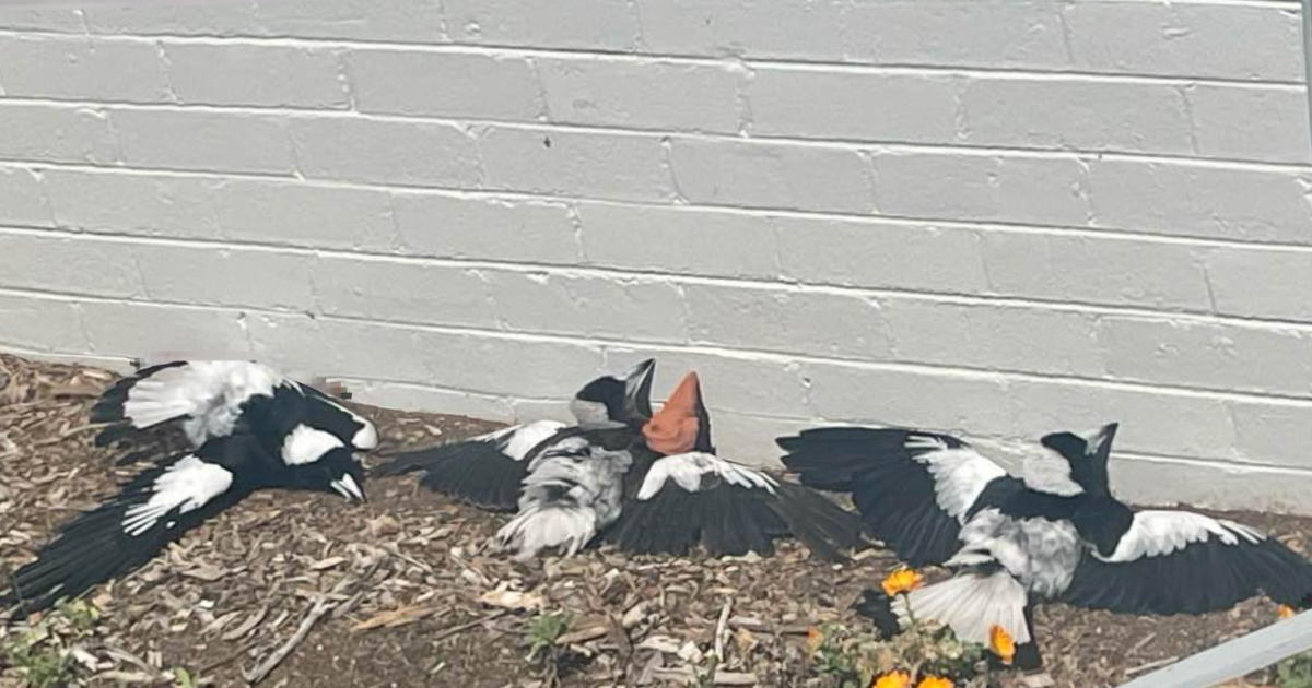What's with the dead-looking magpies? Biologist explains why birds 'sun ...