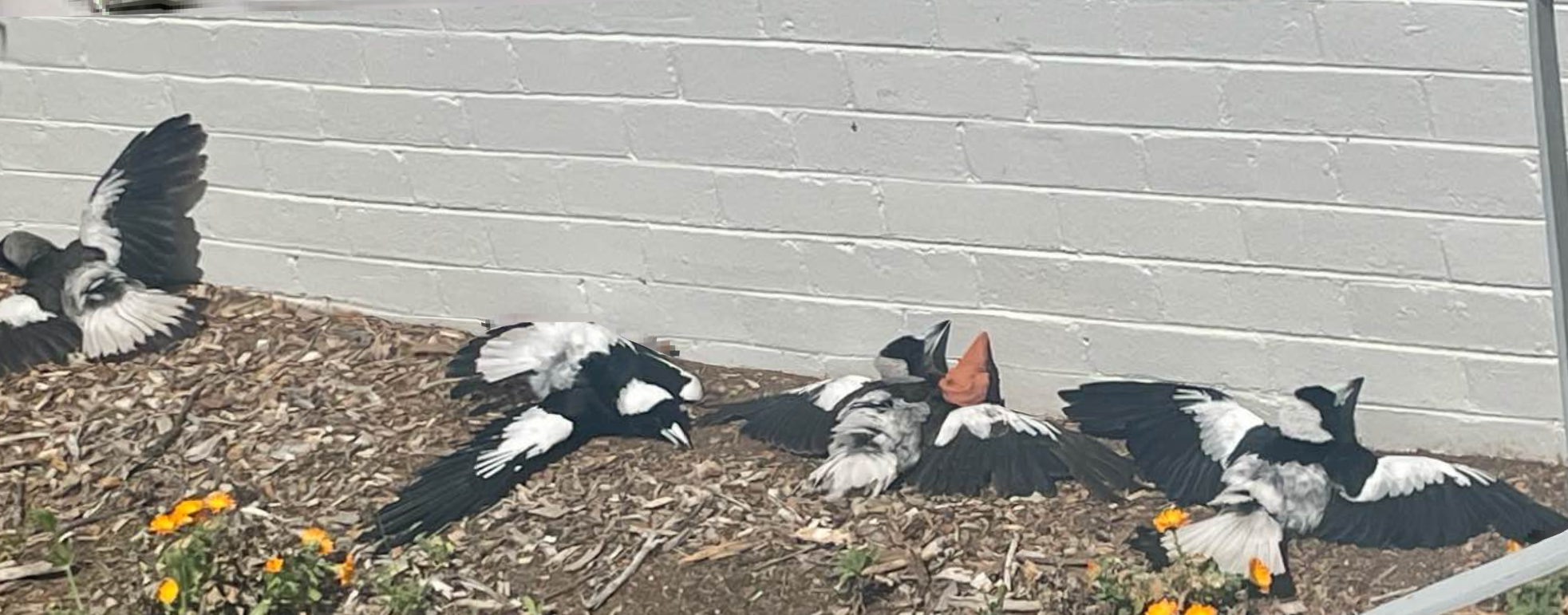 What's with the dead-looking magpies? Biologist explains why birds 'sun ...