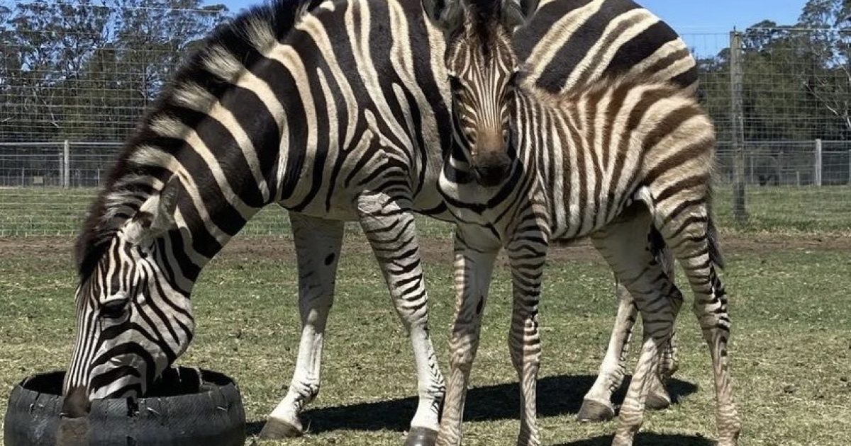 A 'perfect birth' has brought a new face to Mogo zoo - and he's already ...