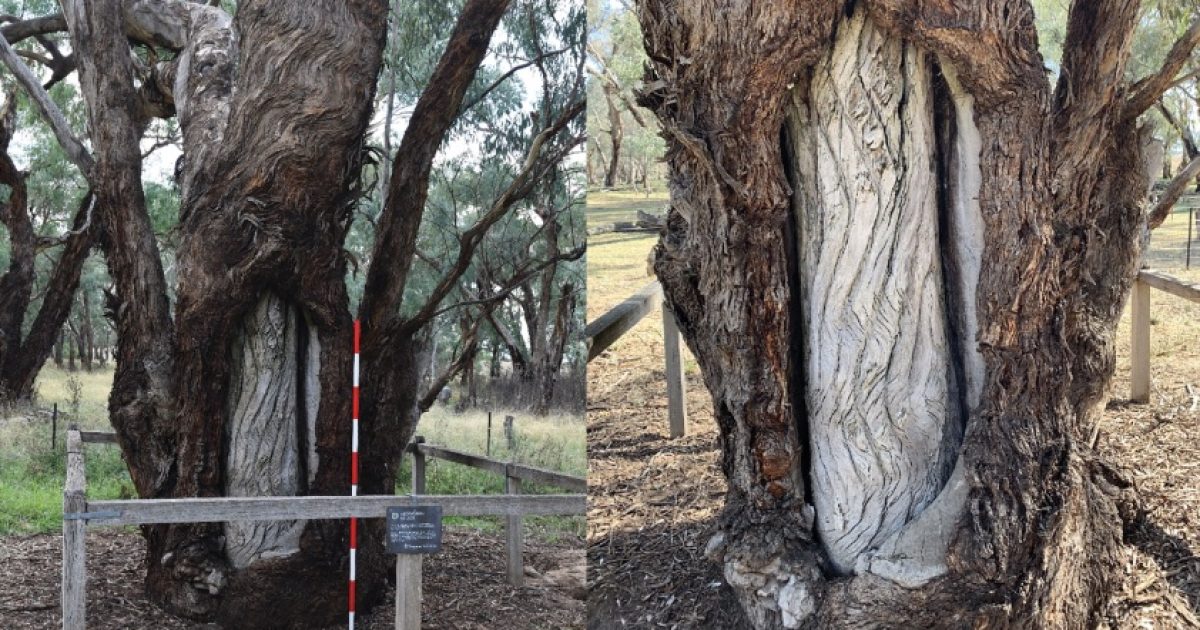 Technology helps uncover the stories behind sacred Wiradjuri carved ...