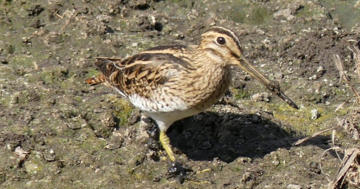The humble Latham's Snipe is a spectacular world traveller | About Regional