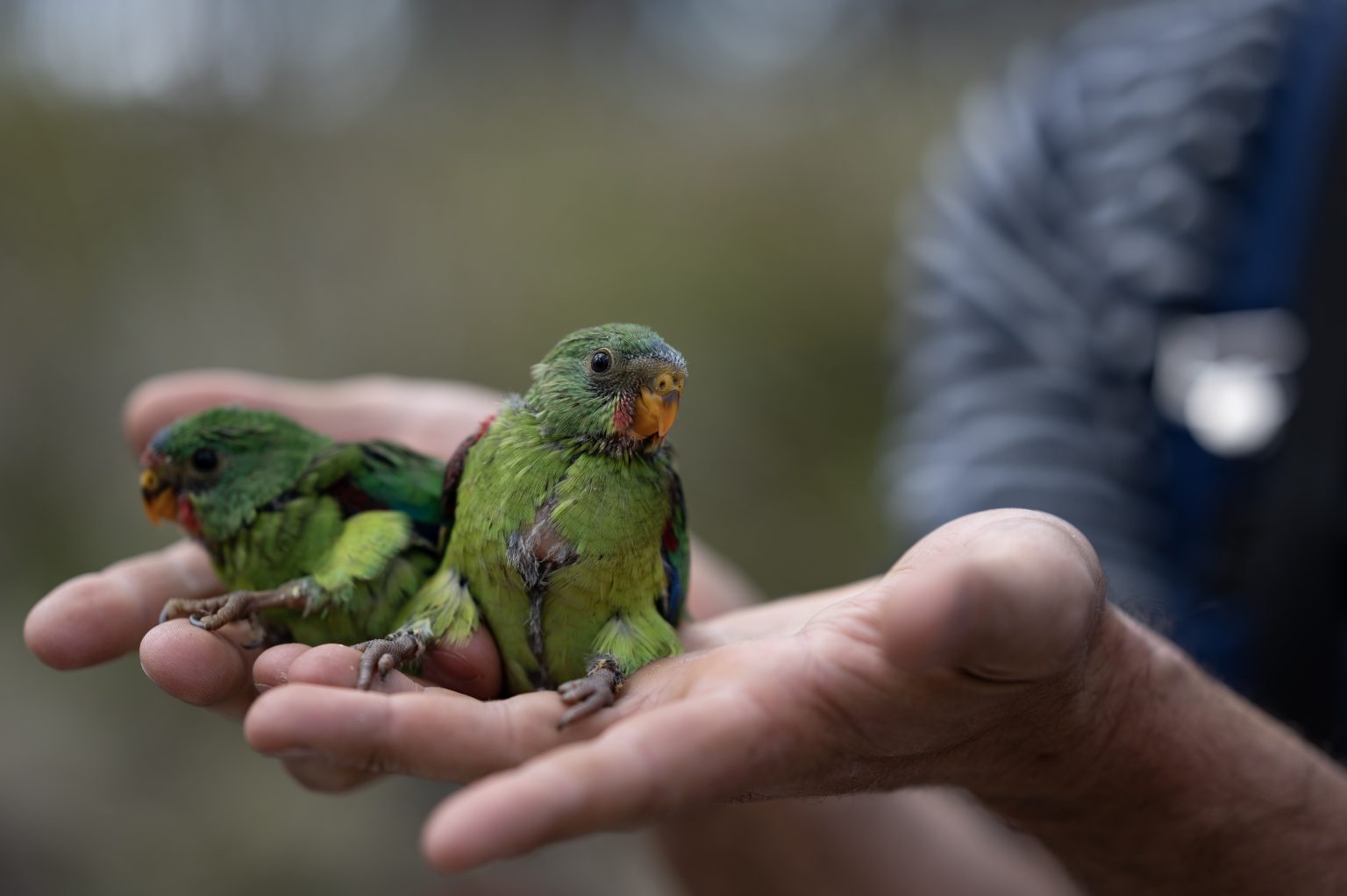 Protect swift parrots now or we'll lose them forever, ANU academics ...