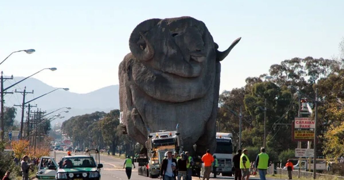 Buying and moving the Big Merino | About Regional