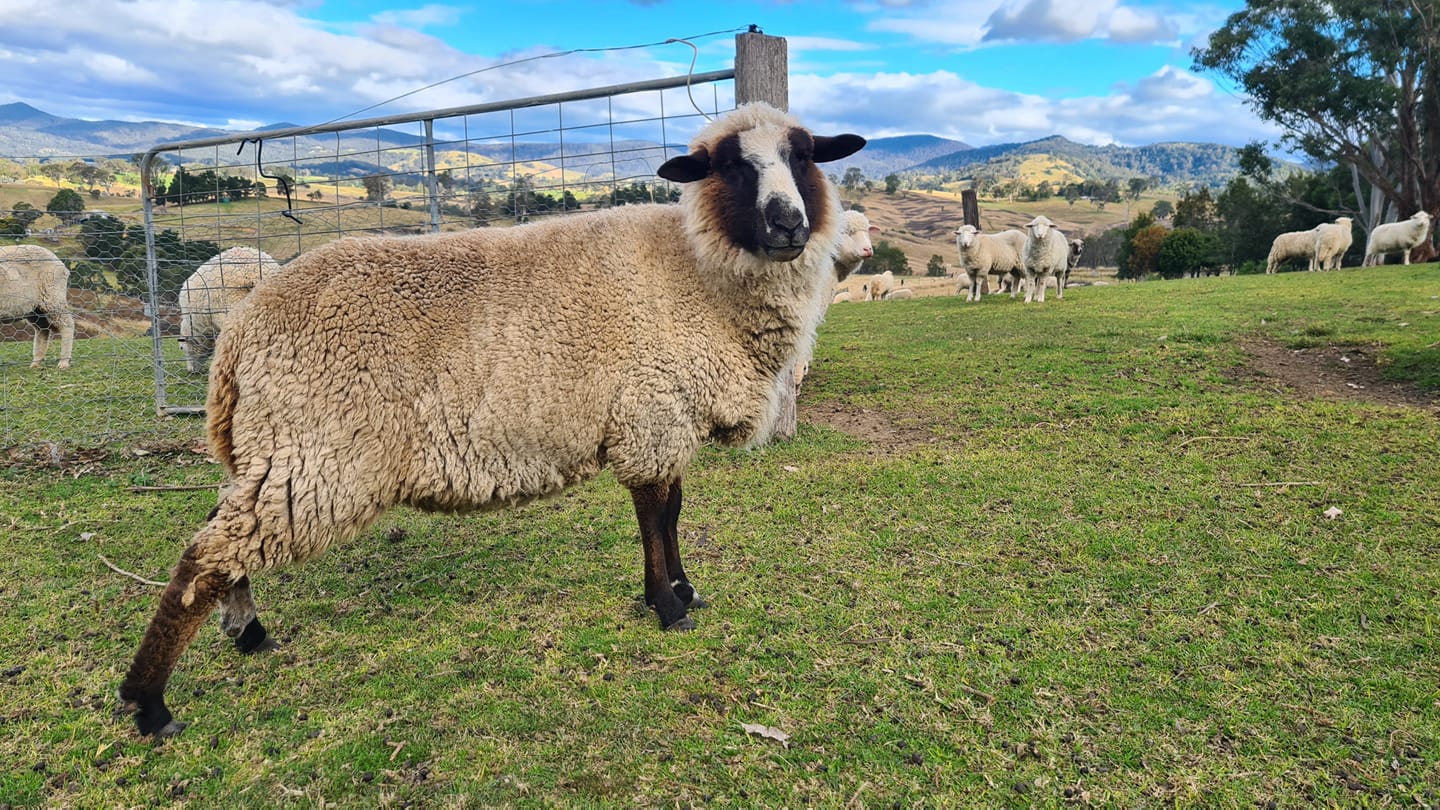Bega Valley farmer explains why wool doesn't shrink when it's on the ...
