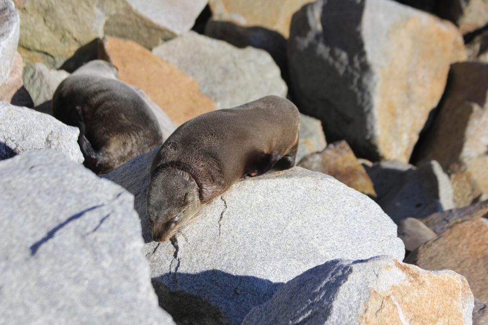 Watch as dramatic rescue finally frees seal at Narooma | About Regional