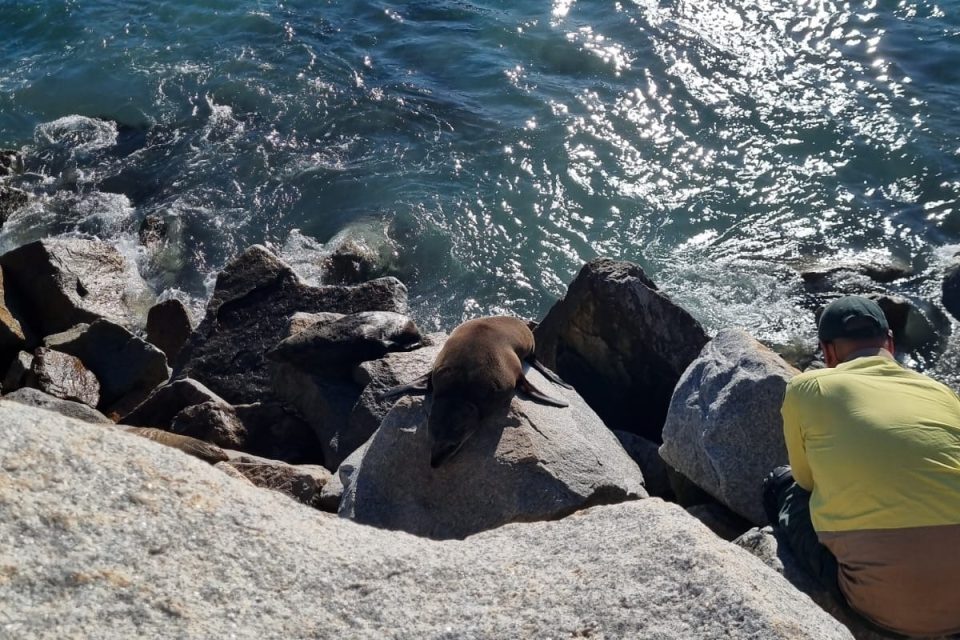 Watch as dramatic rescue finally frees seal at Narooma | About Regional
