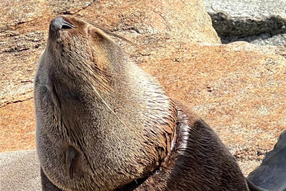 Watch as dramatic rescue finally frees seal at Narooma | About Regional