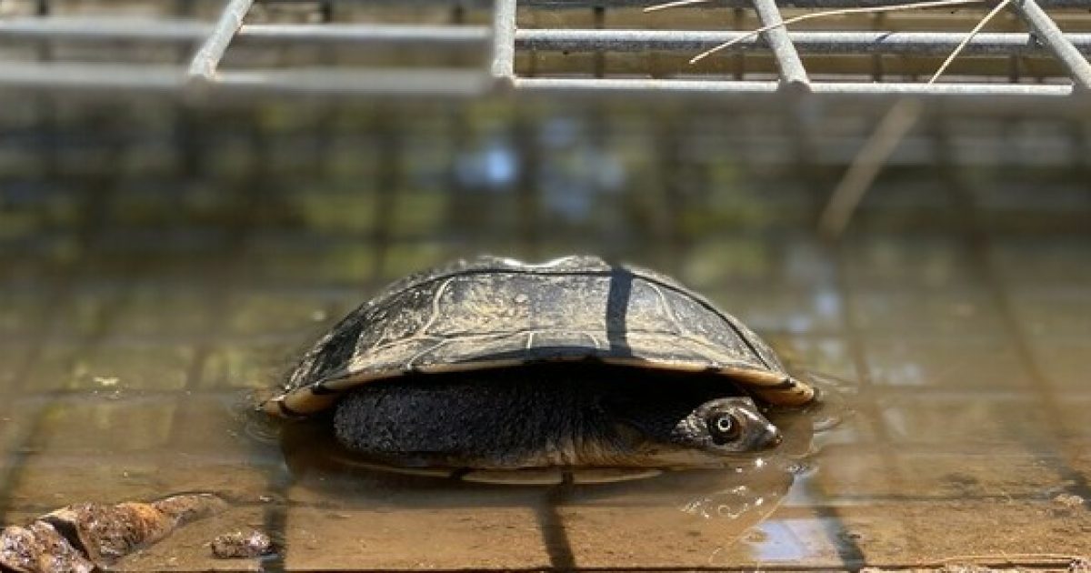 Turtle tunnels provide safe passage on ancient migratory route | About ...