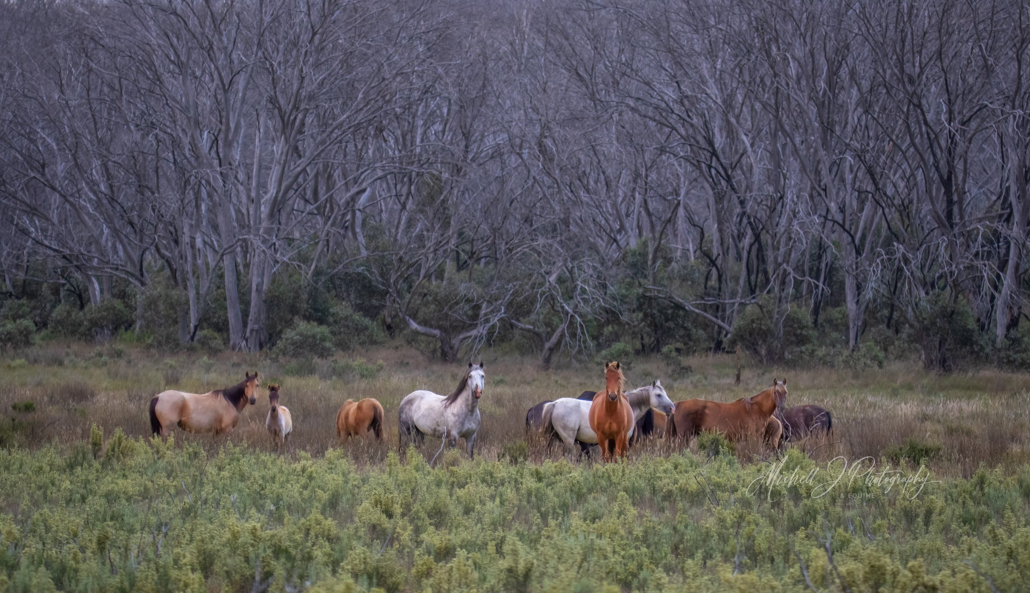 Government response to aerial brumby culling sparks outrage, and a ...