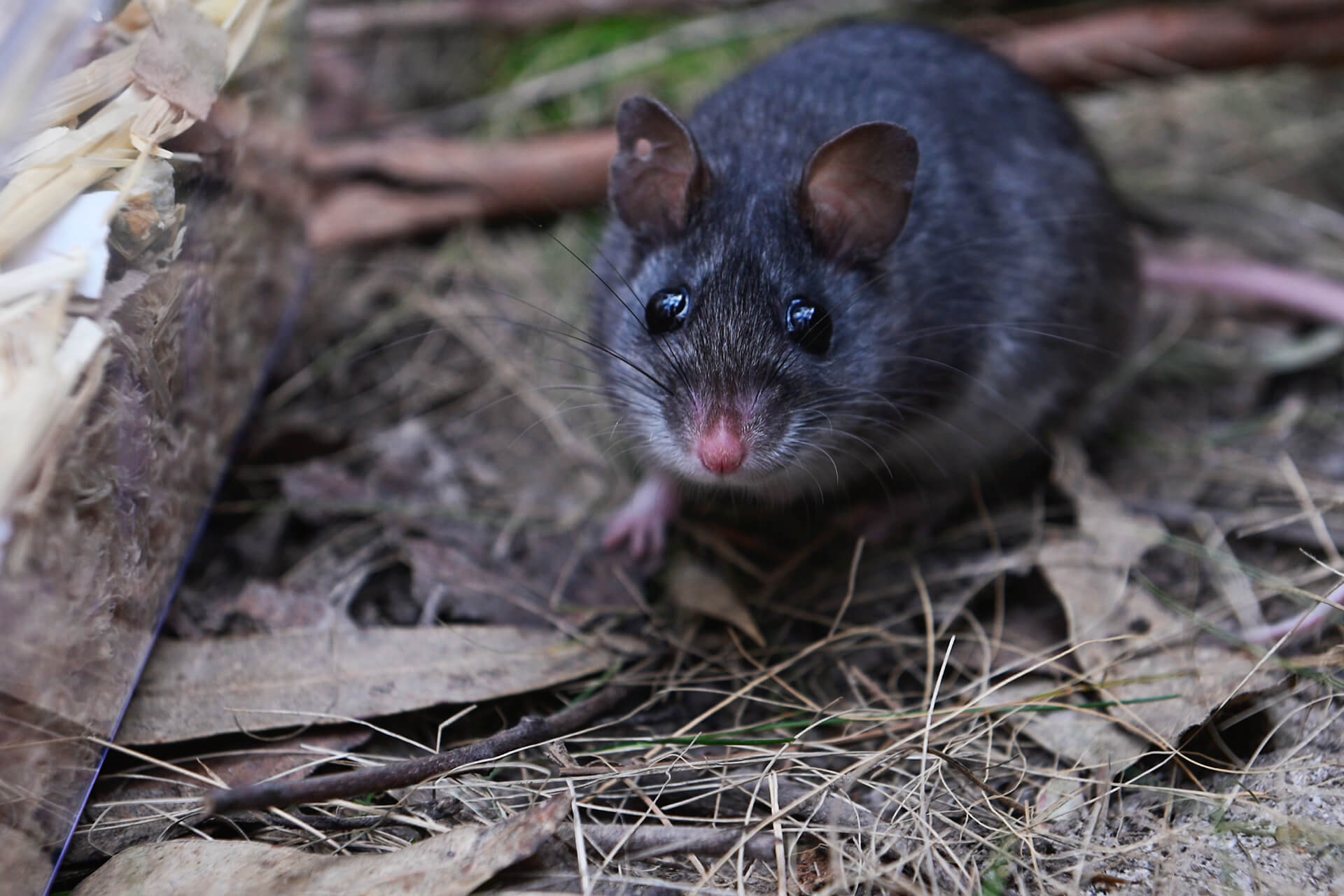 Endangered mouse reintroduced to South Coast forest | About Regional