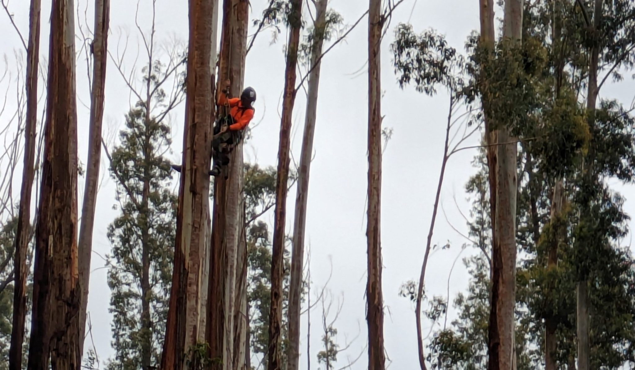 Racing against fire - inside the push to save alpine ash forests ...