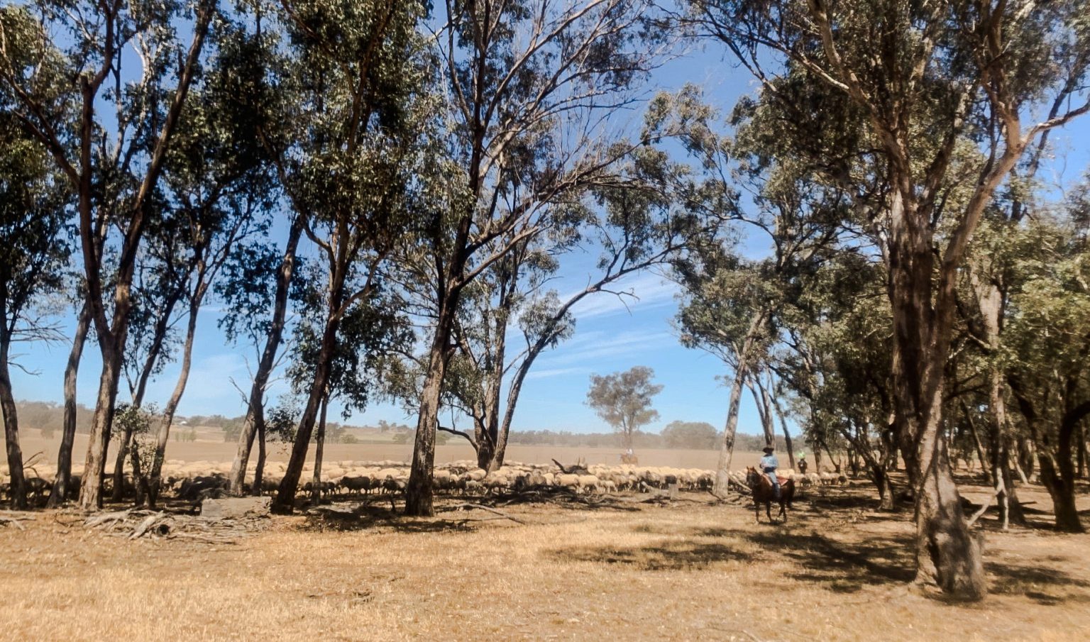 New drought coordinator to support farmers facing worsening conditions ...